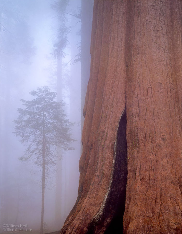 12 Great Photographs By William Neill - John Paul Caponigro