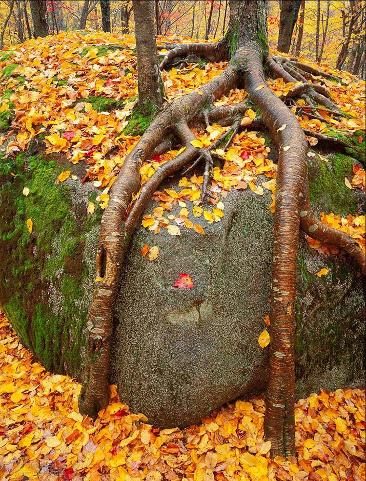 12 Great Photographs By William Neill - John Paul Caponigro